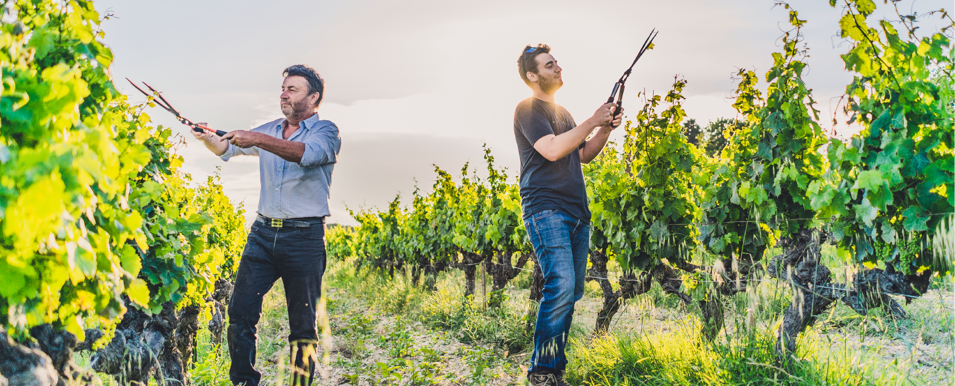 Domaine Alary Cairanne - Vignerons depuis 1692 - Côtes du Rhône